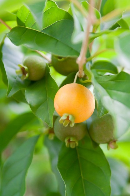 Guabiroba – Campomanesia Xanthocarpa – Mercado das Mudas