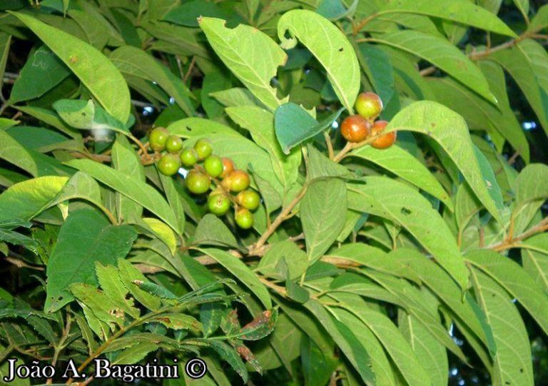 Reflorestamento – Página: 8 – Mercado das Mudas