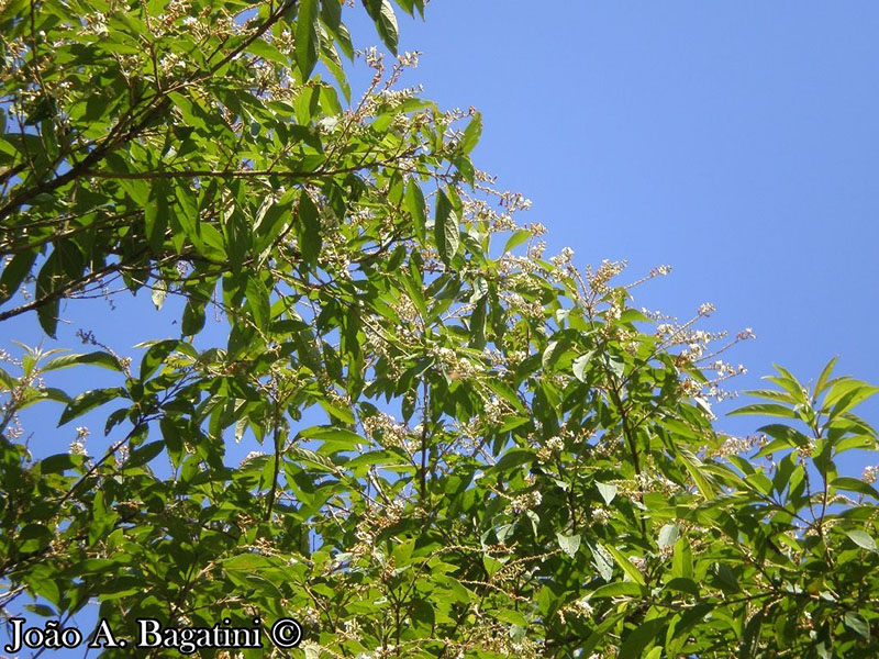Tucaneiro – Citharexylum myrianthum – Mercado das Mudas